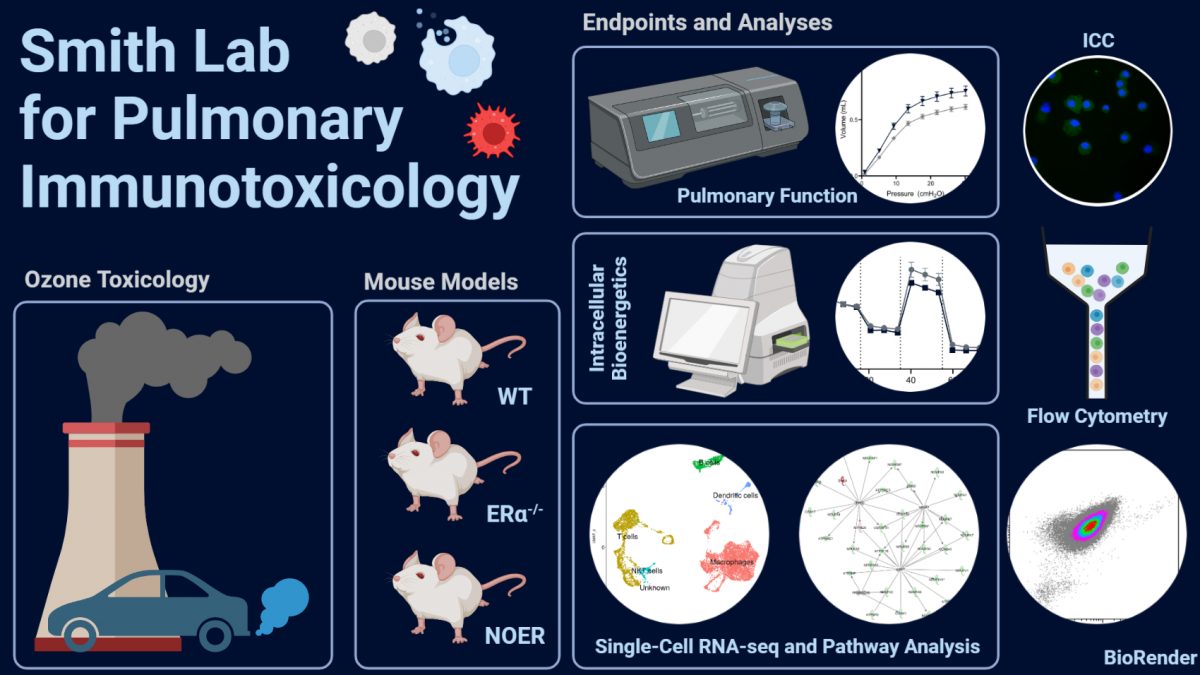Home | Smith Lab for Pulmonary Immunotoxicology